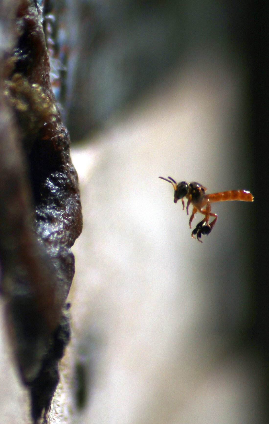 La miel de abeja, medicina milagrosa para curar, heridas de la piel y ...