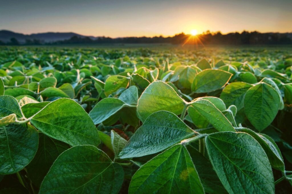 La soya sostenible fortalece la seguridad alimentaria en El Salvador | VDN